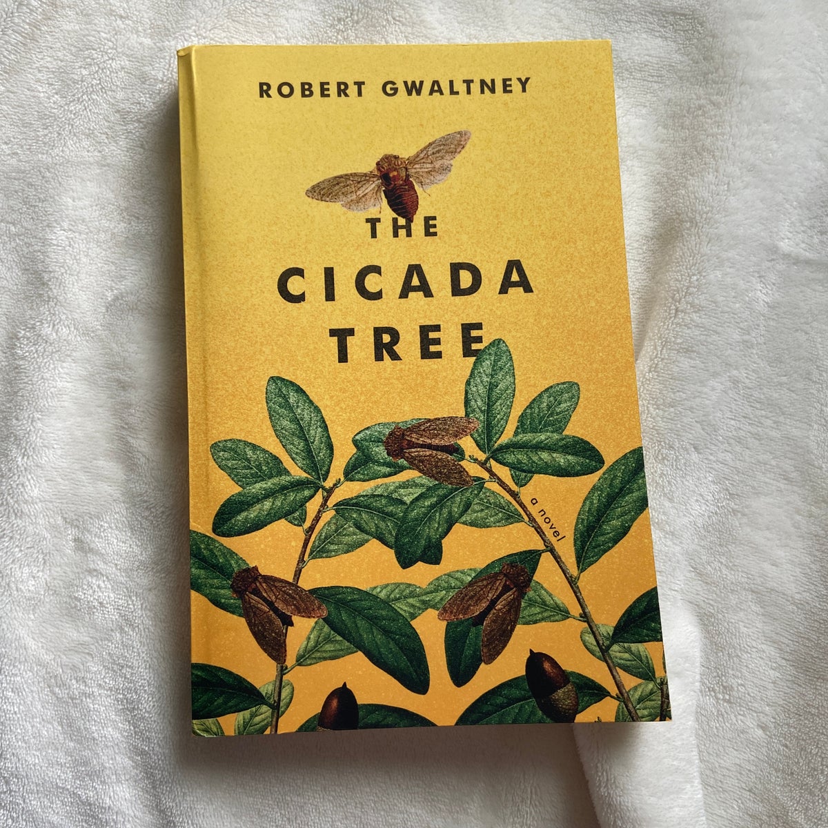 The Cicada Tree
