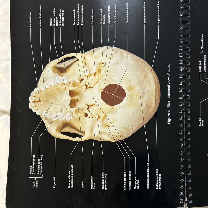 A Brief Atlas of the Human Body