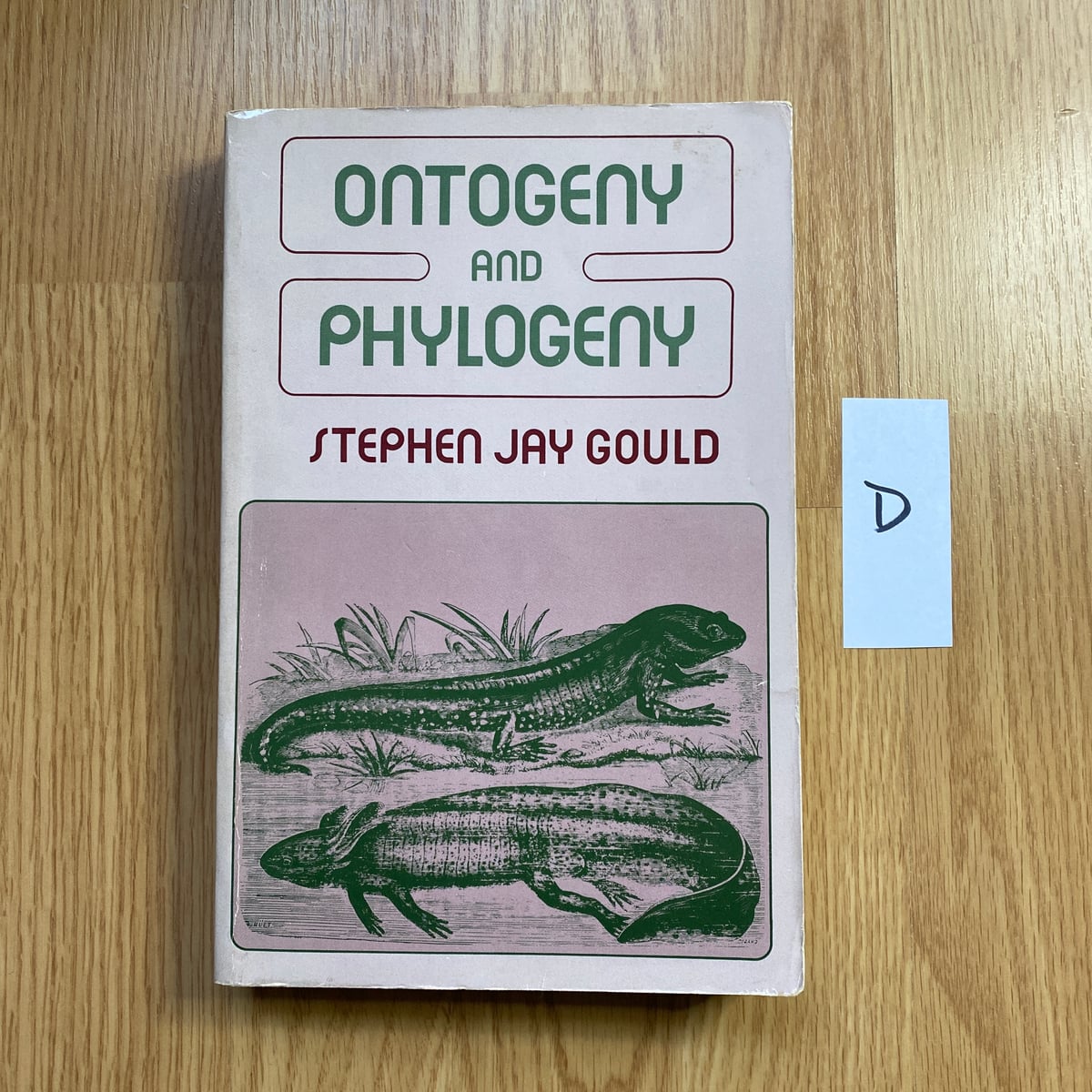 Ontogeny and Phylogeny by Stephen Jay Gould, Paperback | Pangobooks