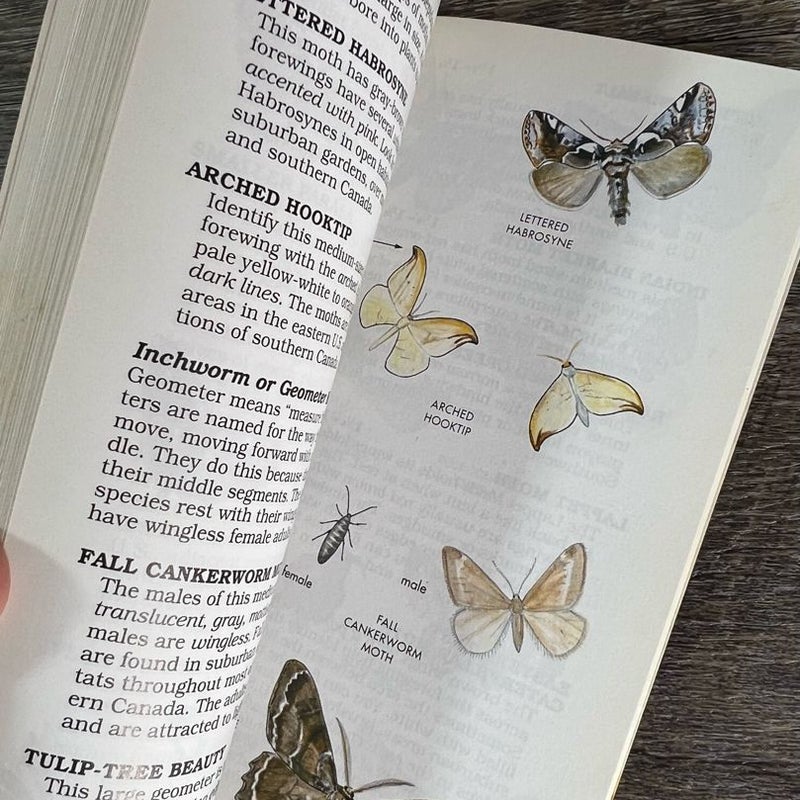 Peterson First Guide to Butterflies and Moths