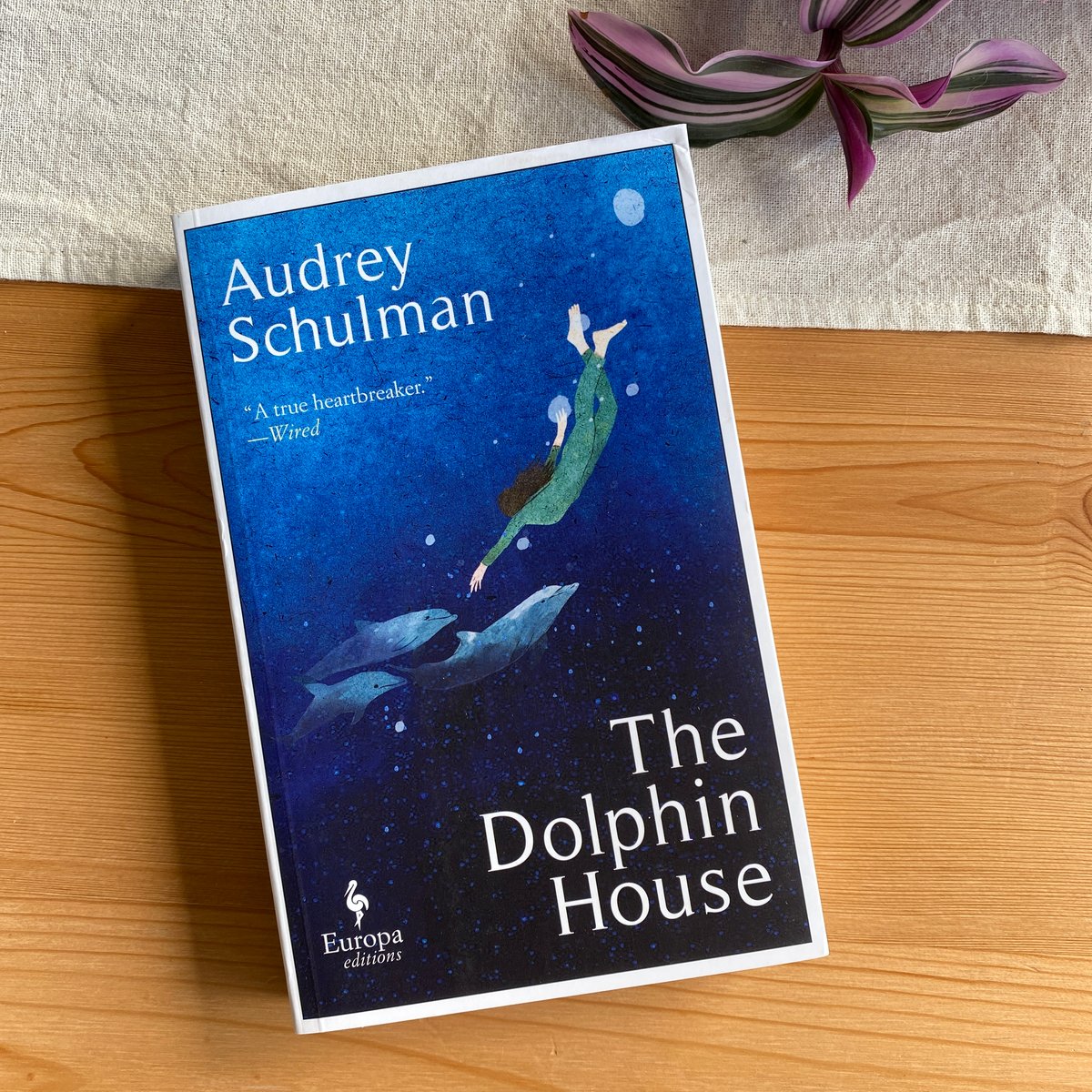 The Dolphin House by Audrey Schulman