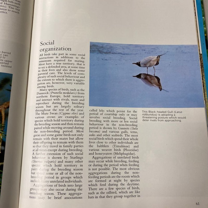 The Wonderful World of Birds and Their Behaviour by Donald Broom