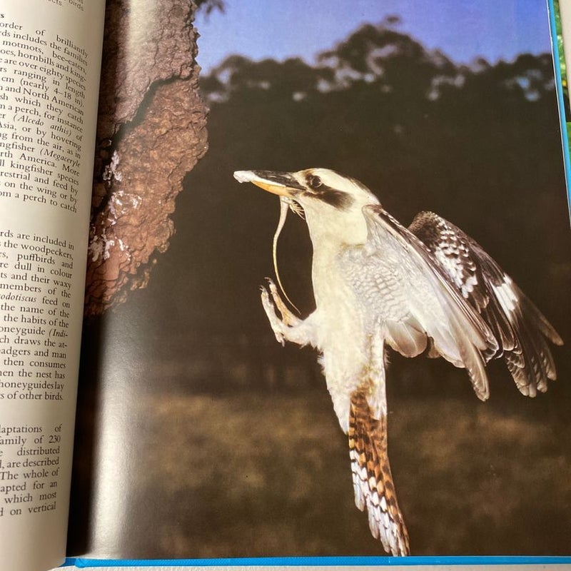The Wonderful World of Birds and Their Behaviour by Donald Broom