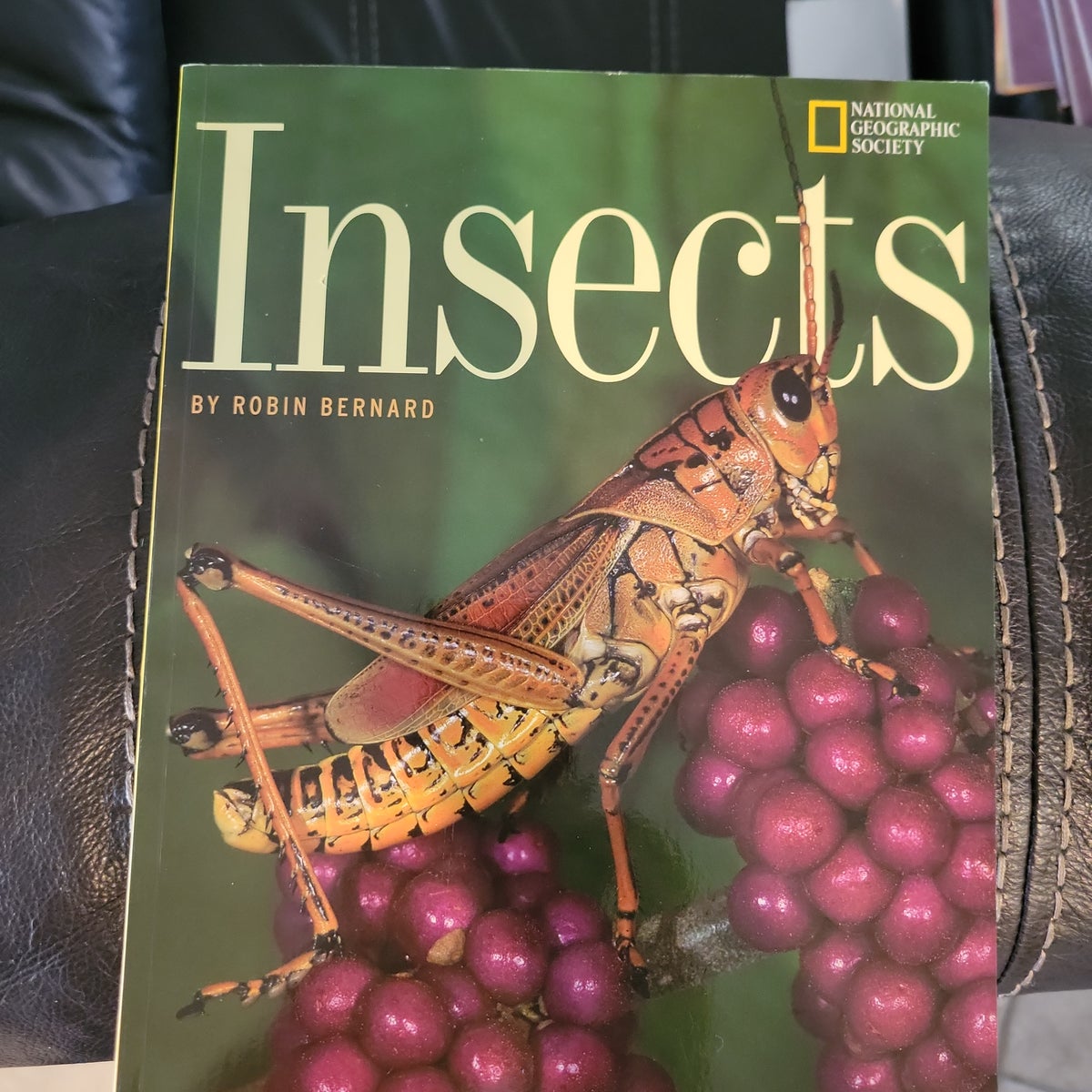 Insects by Robin Bernard