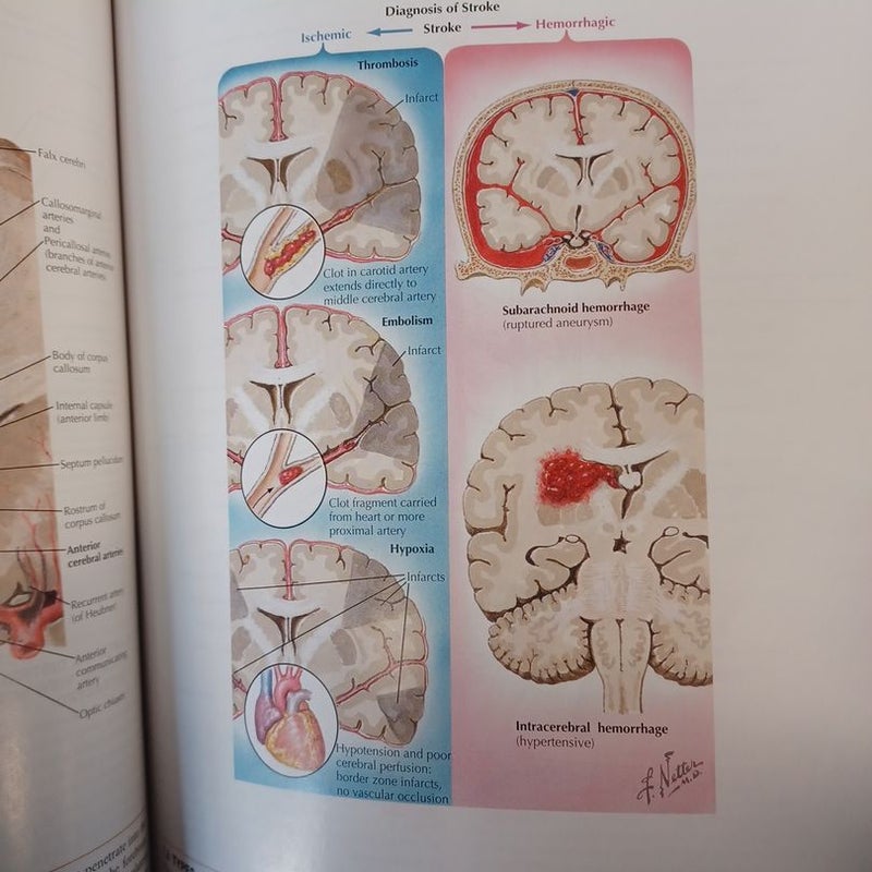 Netter's Atlas of Neuroscience by David L. Felten, Anil Shetty