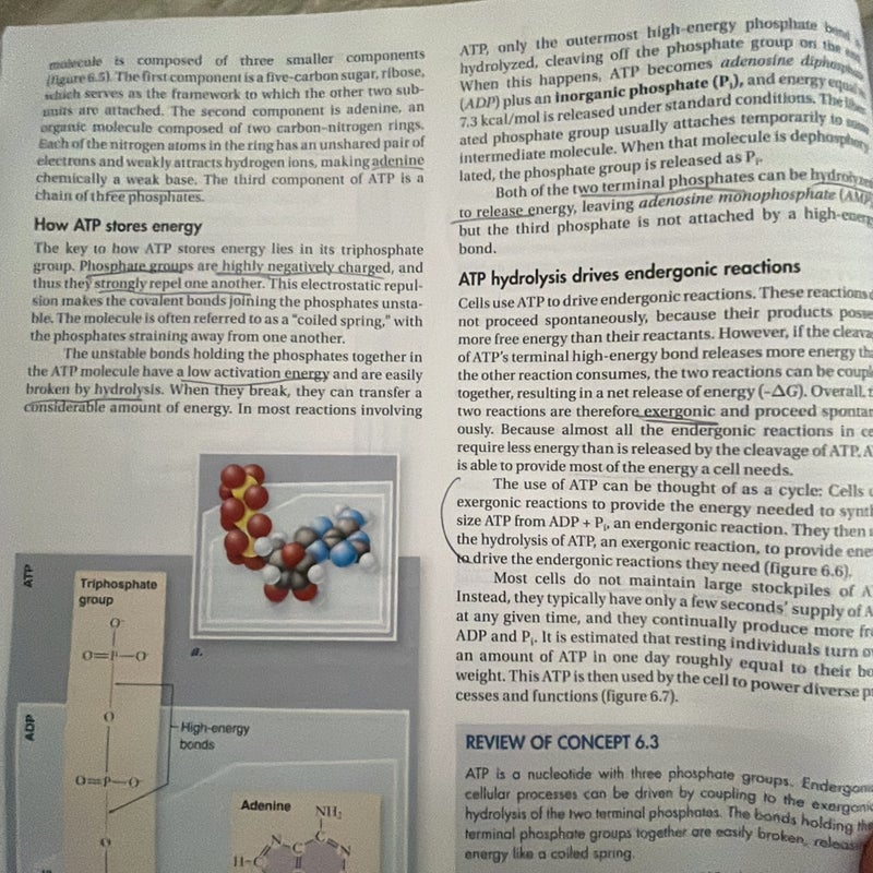 Understanding Biology by Kenneth A. Mason, George B. Johnson, Jonathan ...