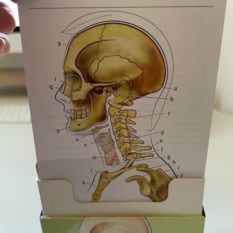 Anatomy Flashcards