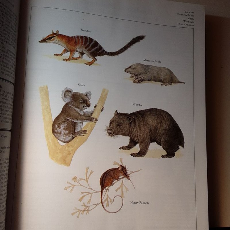 Macmillan Illustrated Animal Encyclopedia by Macmillan Publishing ...