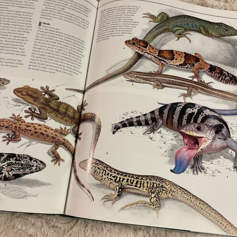 Firefly Encyclopedia of Reptiles and Amphibians by Kraig Adler ...