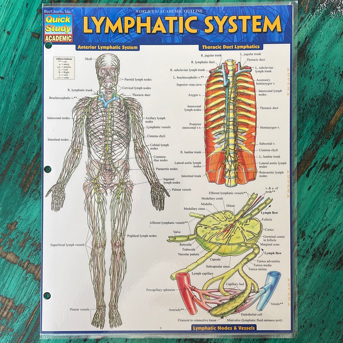 Lymphatic System by Vincent Perez