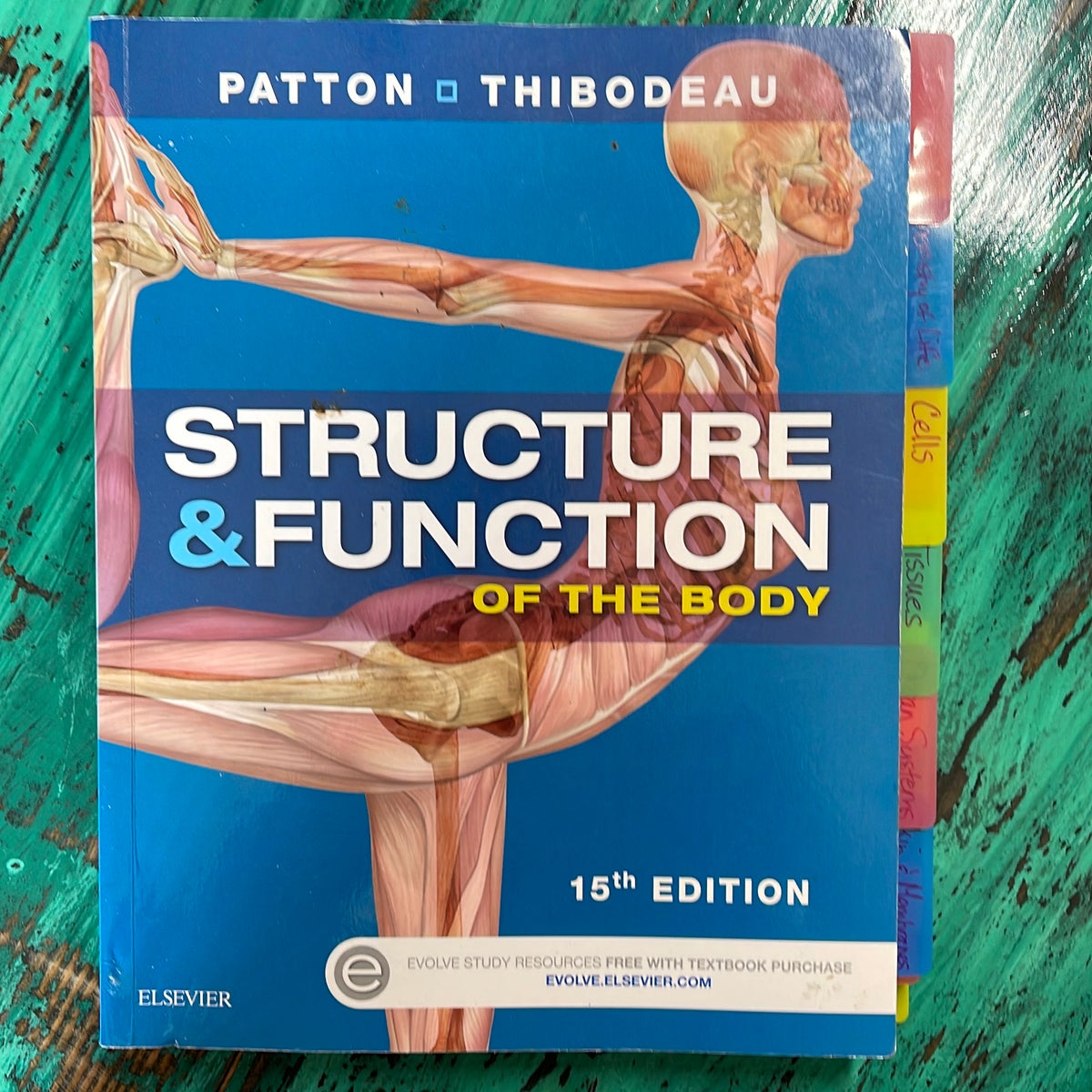 Structure and Function of the Body - Softcover by Kevin T. Patton, Gary ...