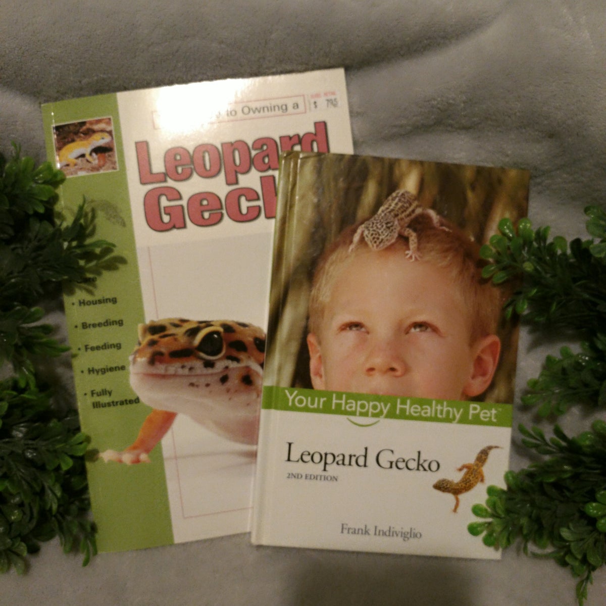 Leopard Gecko by Frank Indiviglio