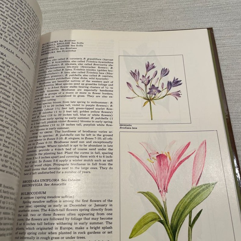 Bulbs by Time Life Books, Hardcover | Pangobooks