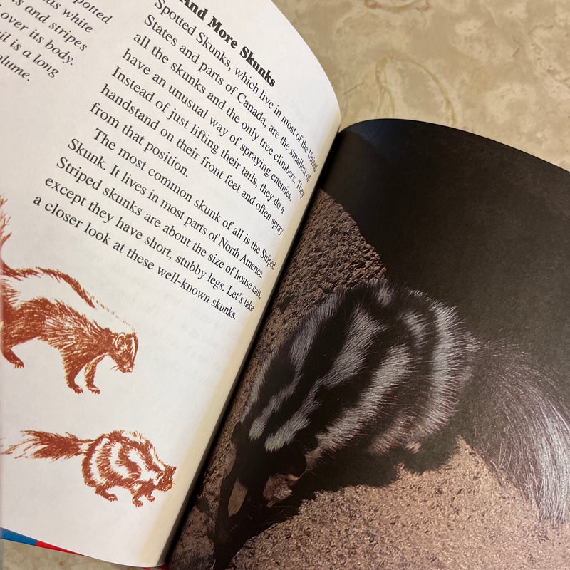 Getting to Know Nature’s Children: Polar Bears & Skunks by Scholastic, Hardcover | Pangobooks