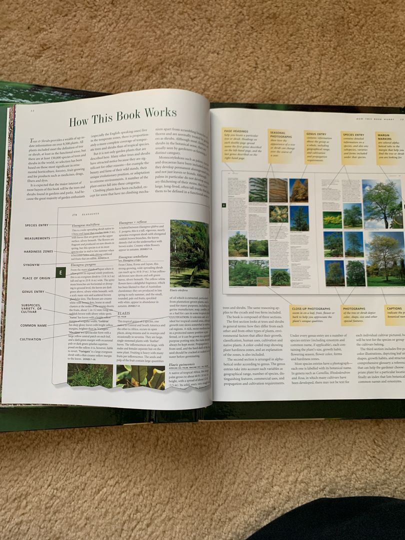 The Firefly Encyclopedia of Trees and Shrubs by Jennifer Bennett