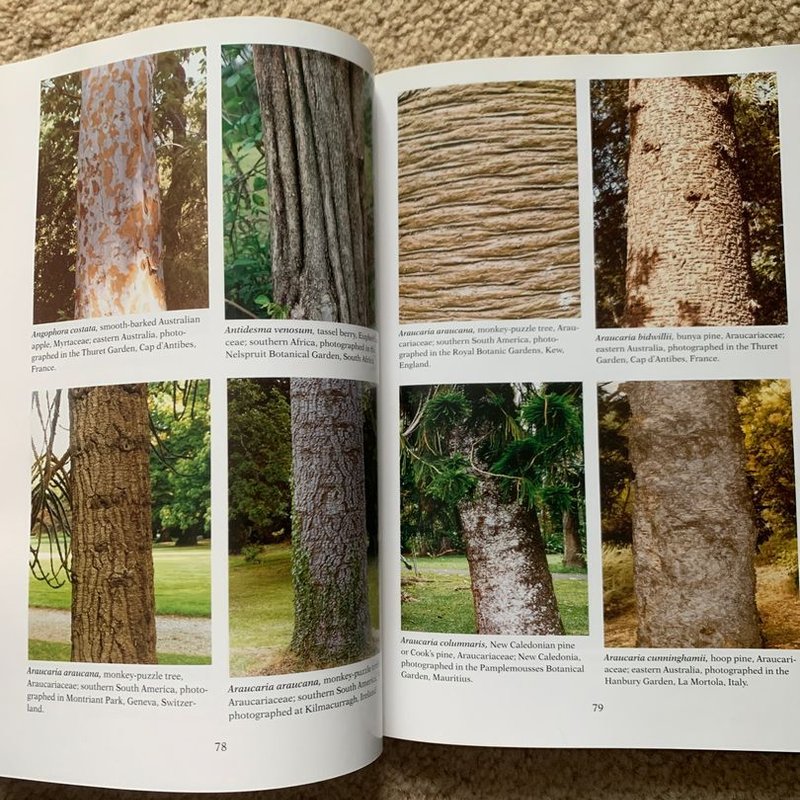 Tree Bark by Hugues Vaucher, Hardcover | Pangobooks