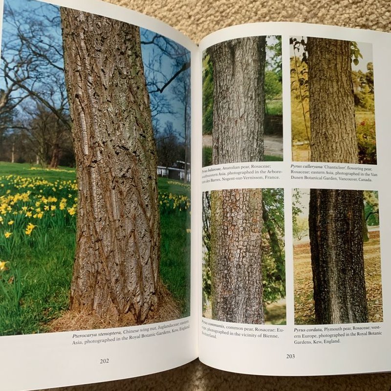 Tree Bark by Hugues Vaucher, James E. Eckenwalder