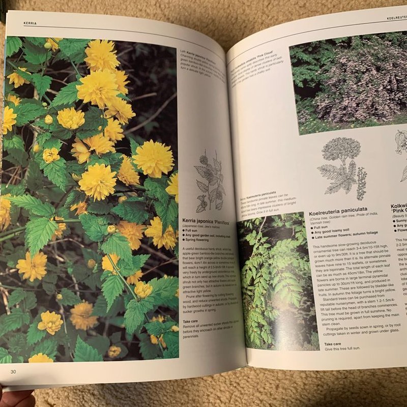 Planting Trees and Shrubs for Small Spaces by David Papworth, Hardcover ...