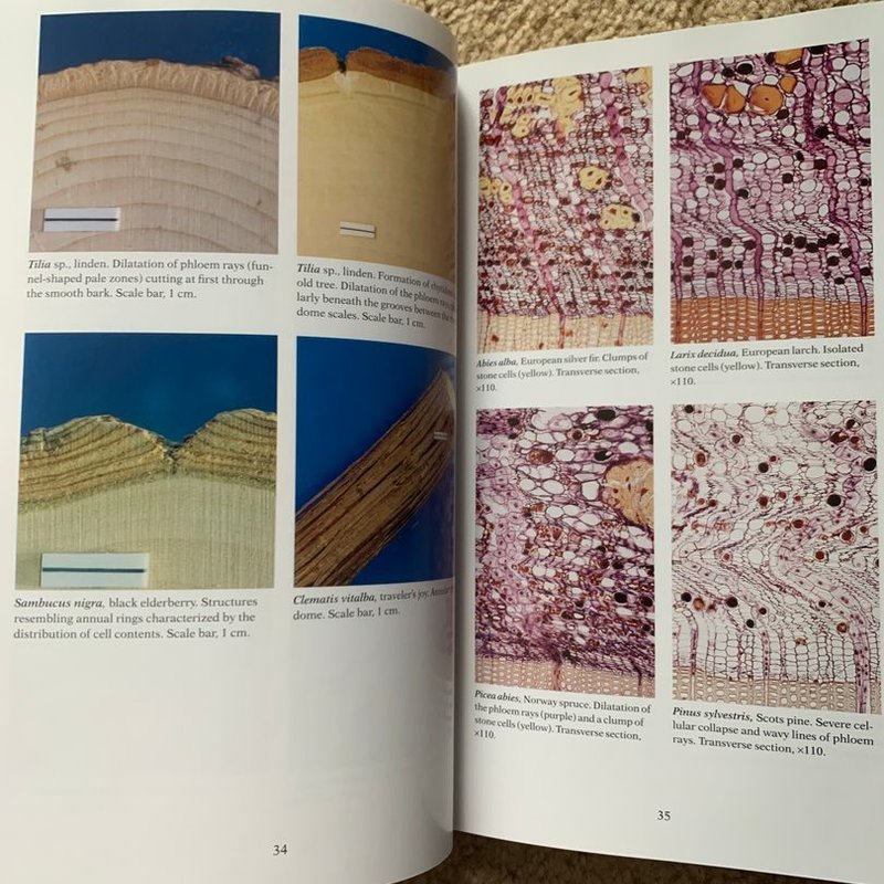 Tree Bark by Hugues Vaucher, James E. Eckenwalder