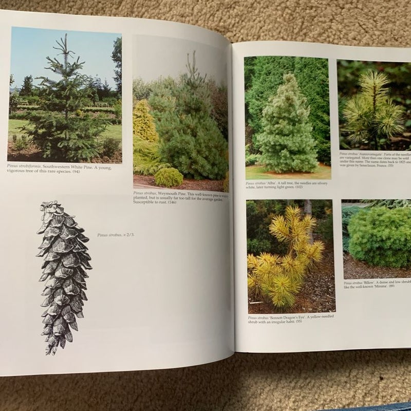 Conifers by D. M. van Gelderen, Hardcover | Pango Books