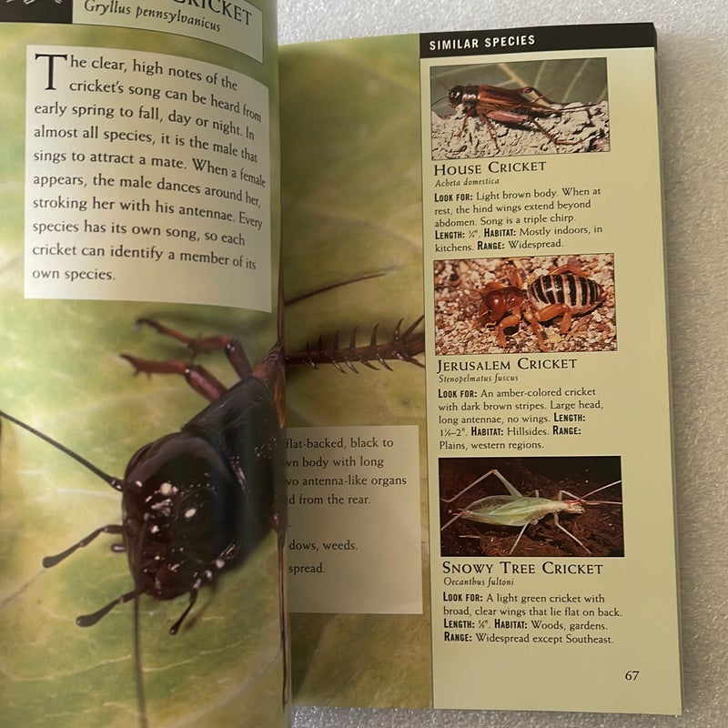 Insects by Christina Wilsdon, Paperback | Pangobooks