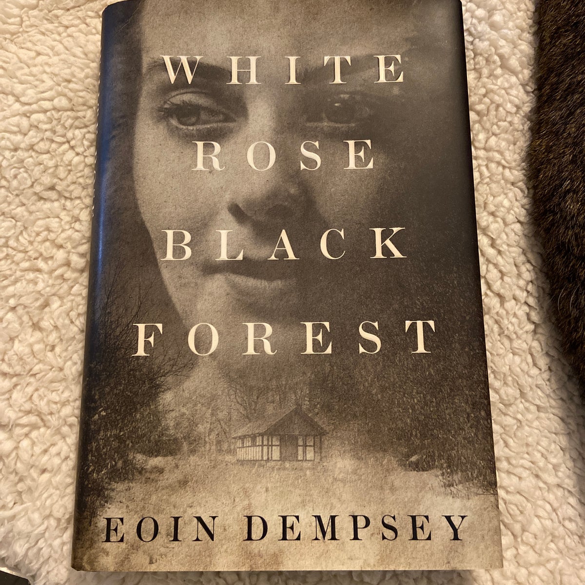 White Rose, Black Forest by Eoin Dempsey