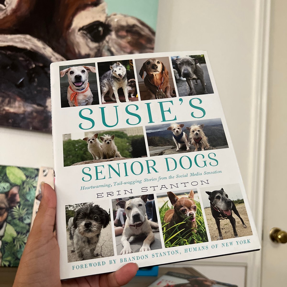 Susie's Senior Dogs by Erin Stanton