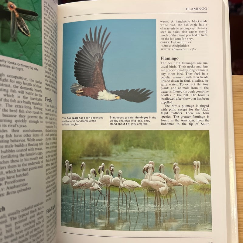 The Kingfisher Illustrated Encyclopedia of Animals by Michael Chinery ...
