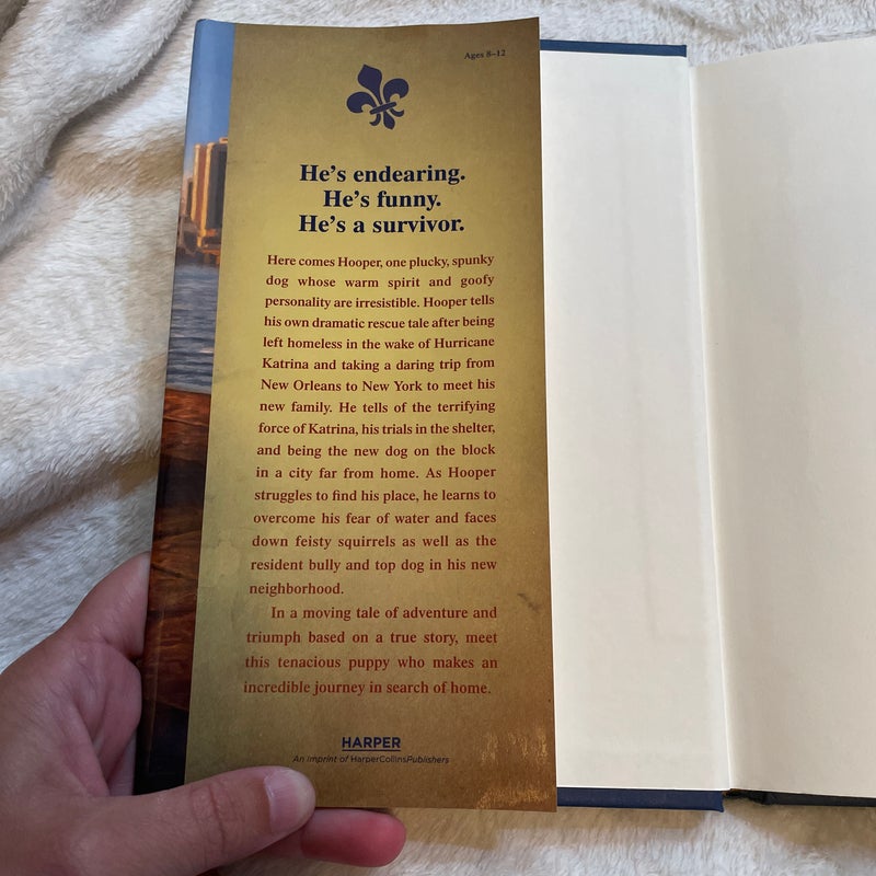 Hooper Finds a Family by Jane Paley, Hardcover | Pangobooks