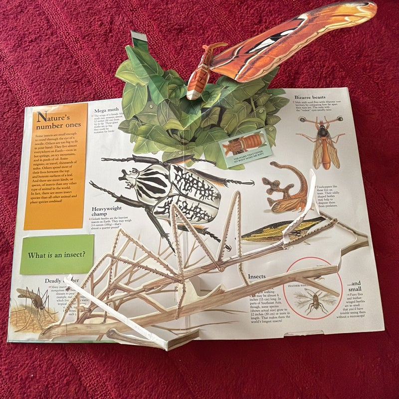 The Ultimate Bug Book by Luise Woelflein