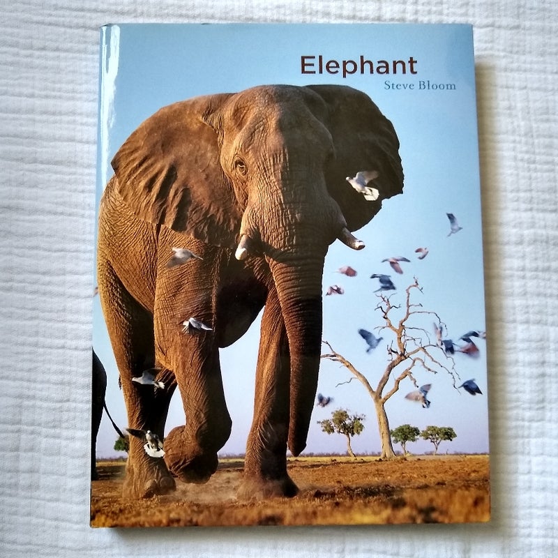 Elephant by Steve Bloom