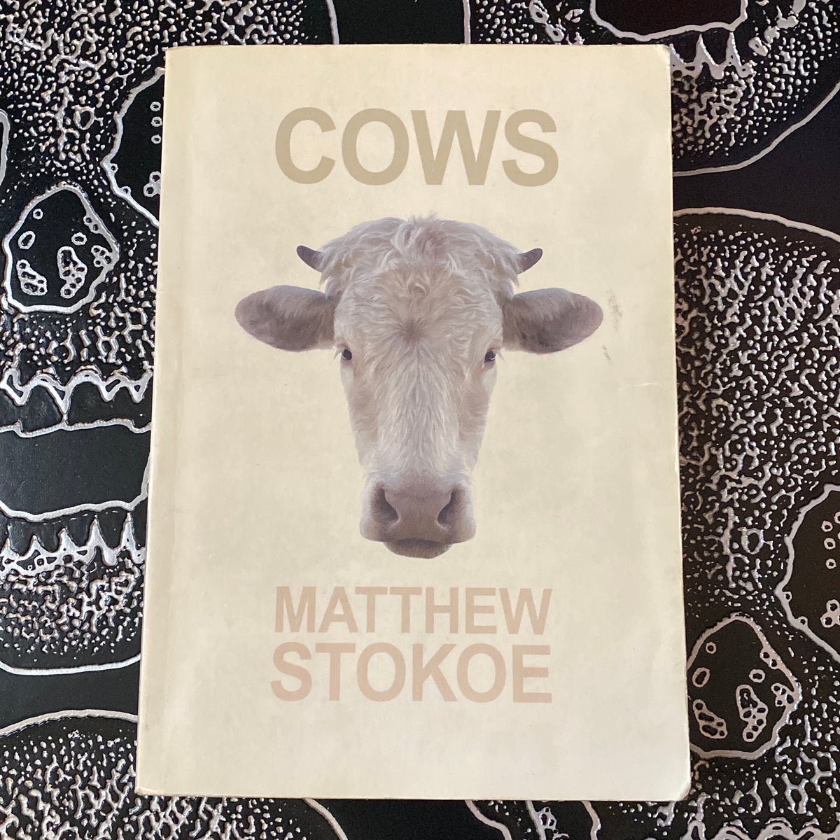Cows by Matthew Stokoe