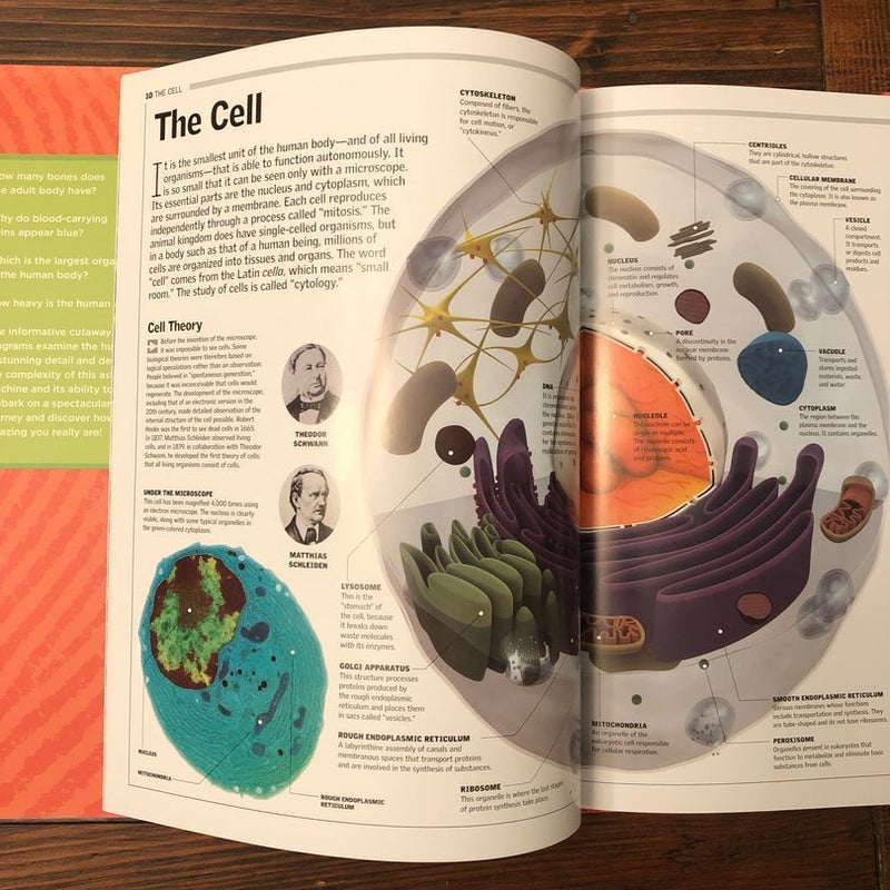 Discovery Kids Human Body by Parragon