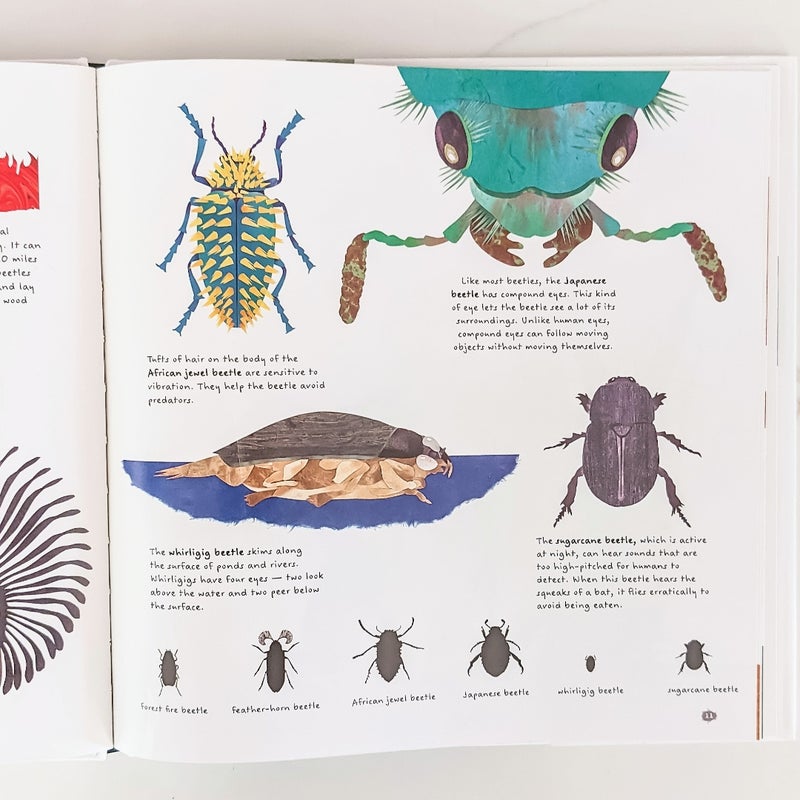 The Beetle Book by Steve Jenkins