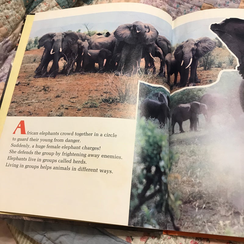 Amazing Animal Groups by Suzanne Venino, Hardcover | Pangobooks