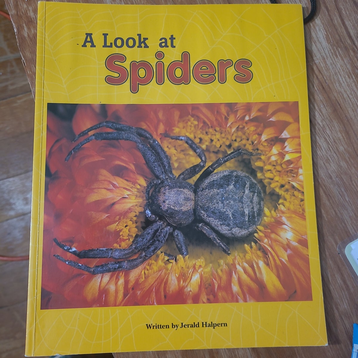 A Look at Spiders by Jerald Halpern