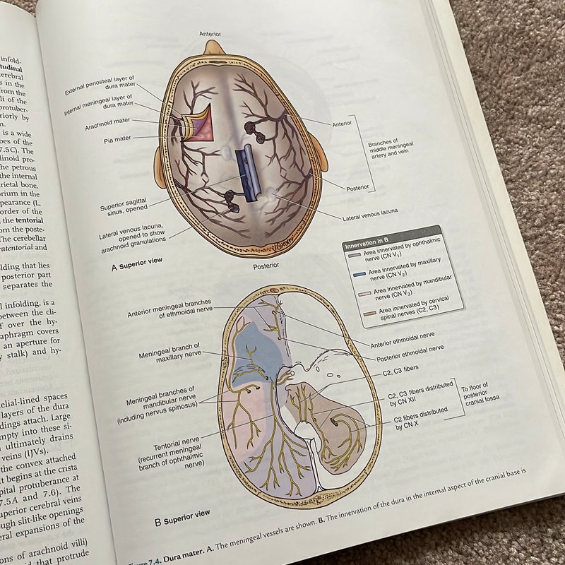 Essential Clinical Anatomy by Bruce Alberts, Karen Hopkin, Alexander D ...