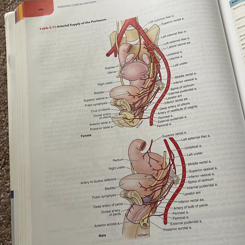 Essential Clinical Anatomy by Bruce Alberts, Karen Hopkin, Alexander D ...