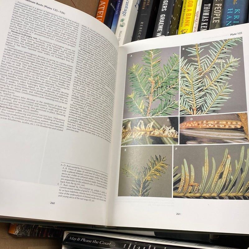 Diseases of trees and shrubs by , Hardcover | Pangobooks