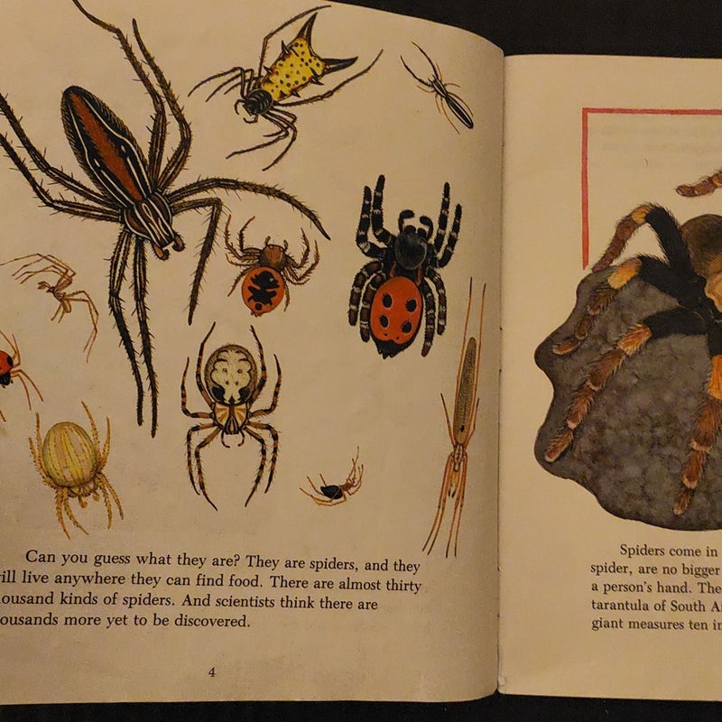 Amazing World of Spiders by Janet Craig