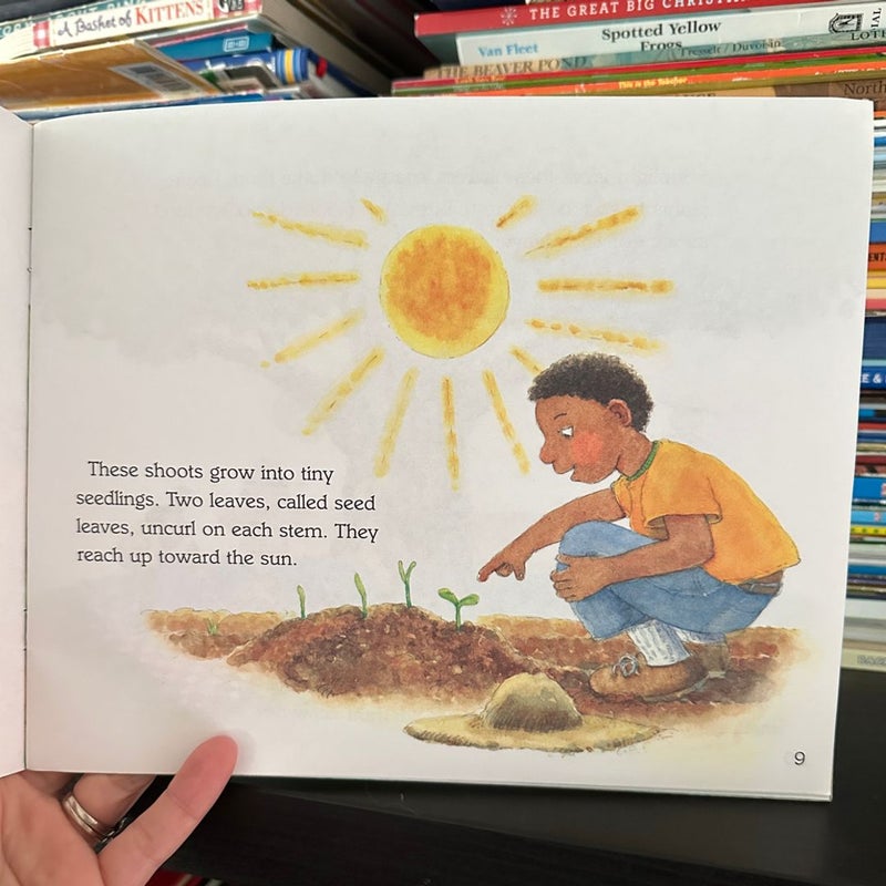 From Seed to Pumpkin by Wendy Pfeffer, Paperback | Pangobooks