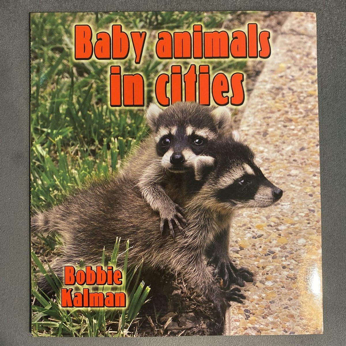 Baby Animals in Cities by Bobbie Kalman, Paperback | Pangobooks