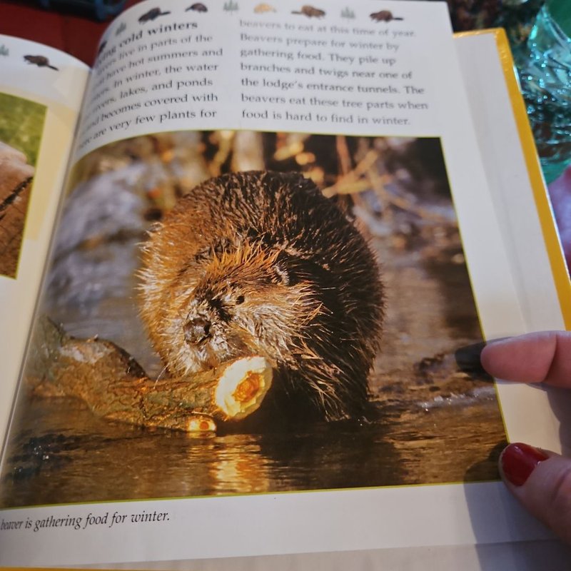 The Life Cycle of a Beaver by Bobbie Kalman