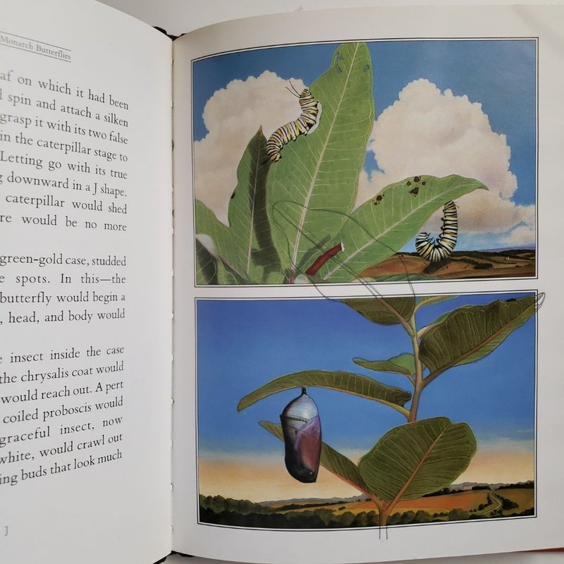 The Moon of the Monarch Butterflies by Jean Craighead George