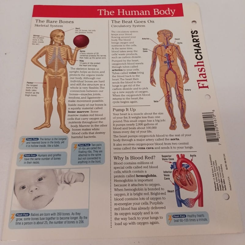 The Spark Charts Flash Charts Human Body by Flash Kids Editors