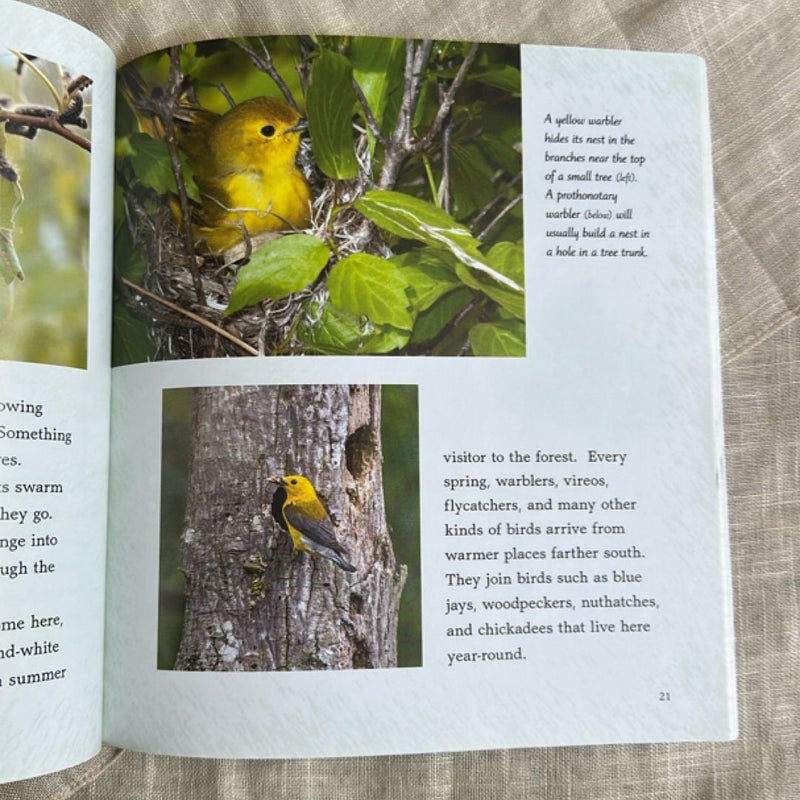 A Walk in the Deciduous Forest by Rebecca L. Johnson