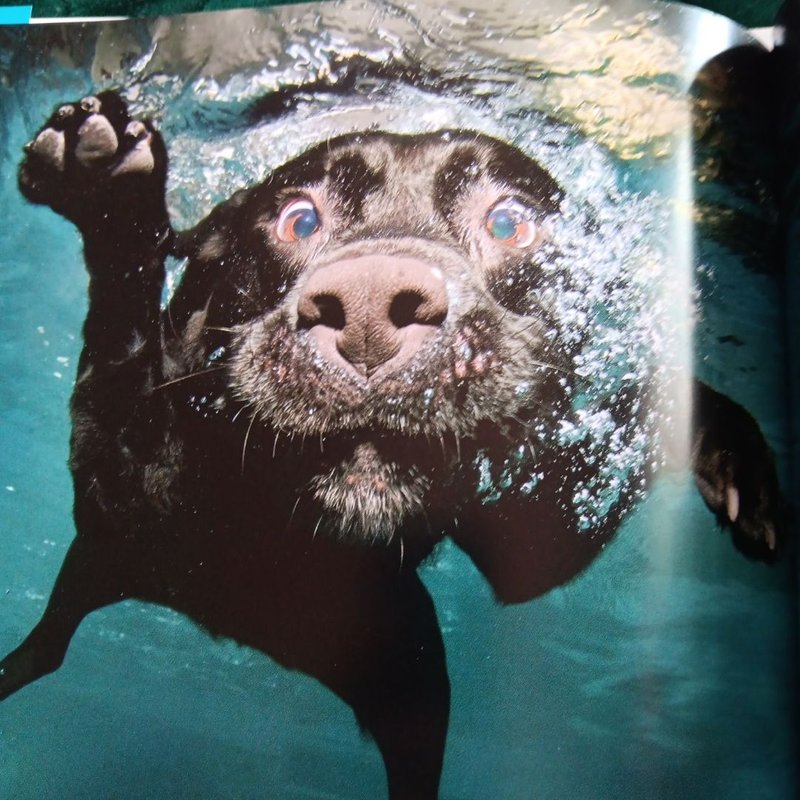 Underwater Dogs by Seth Casteel