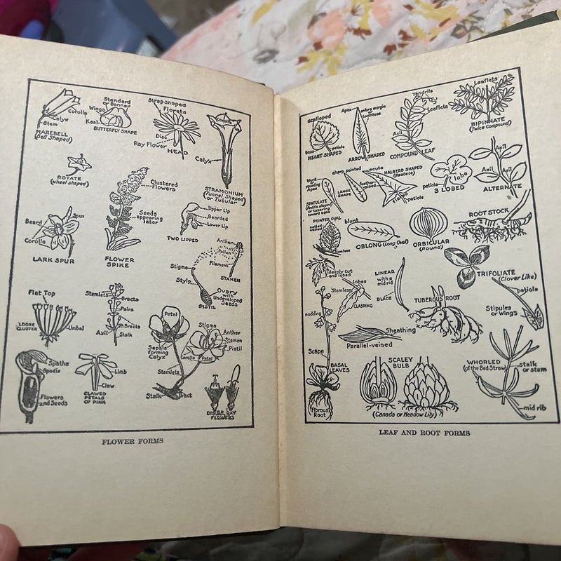 Little Nature Library Wild Flowers Worth Knowing by Neltje Blanchan ...