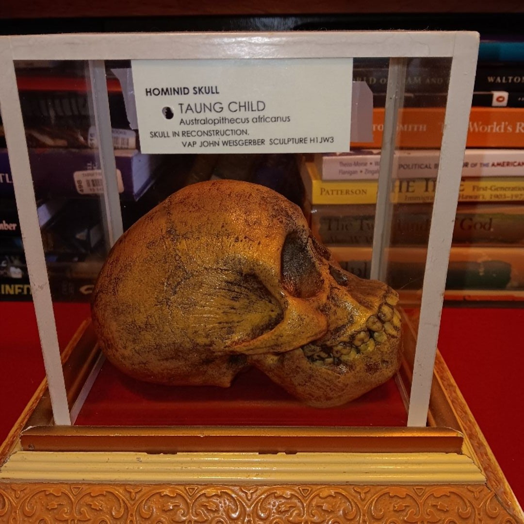 2.3 Million Year Old Taung Child Replica Skull by VAP John Weisgerber ...