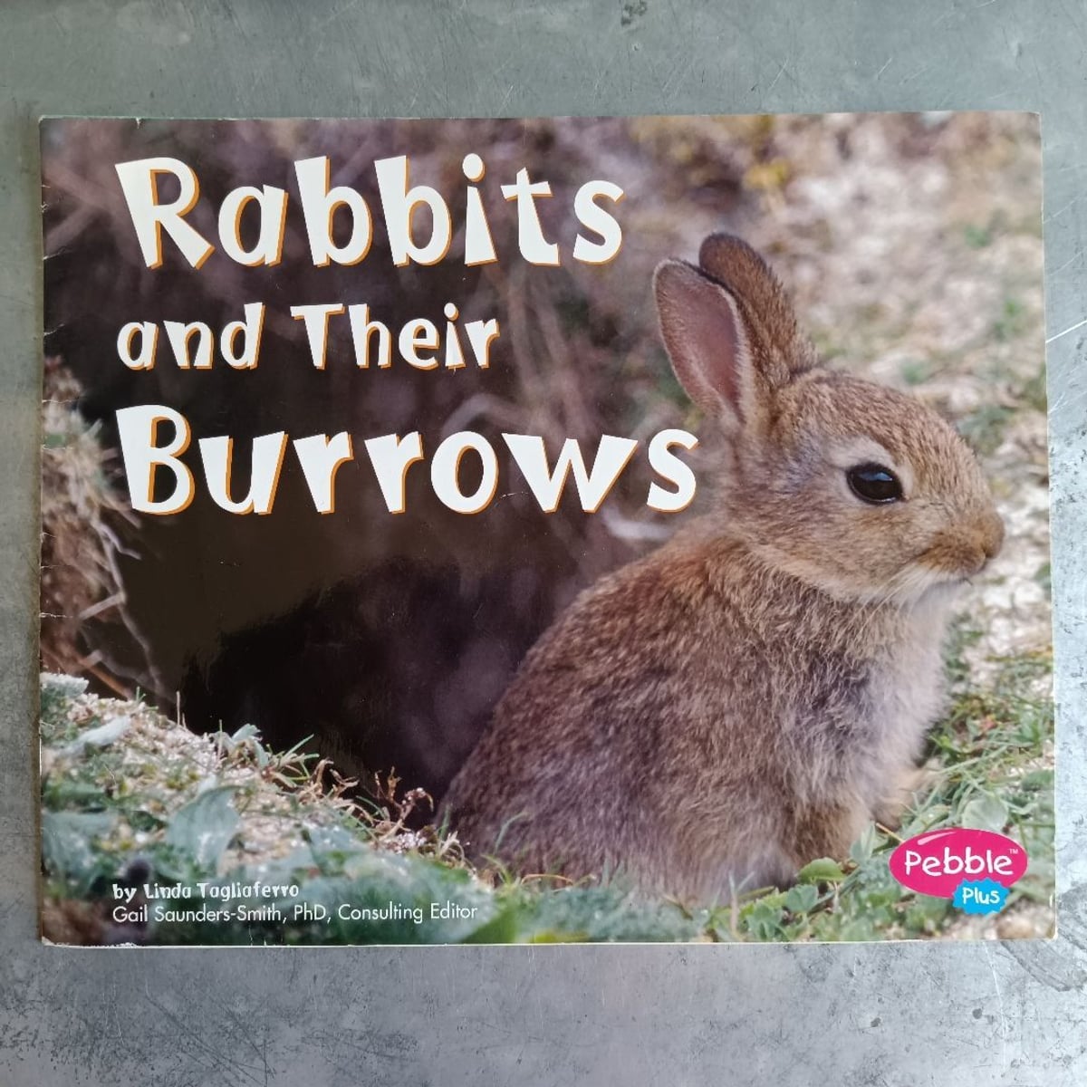 Rabbits and Their Burrows [Scholastic] by Linda Tagliaferro